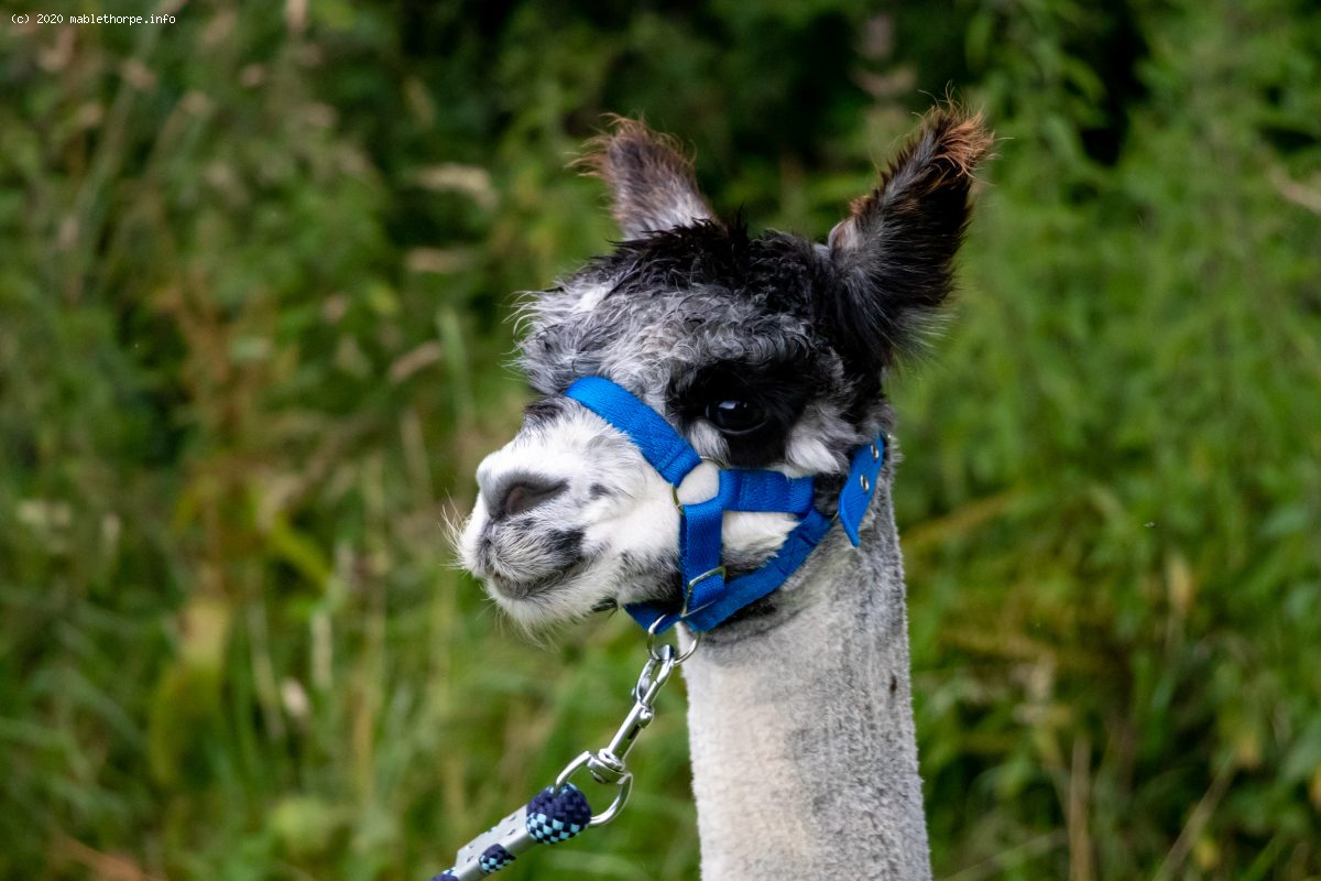 Big Sky Alpacas - Sutton on Sea, Lincolnshire