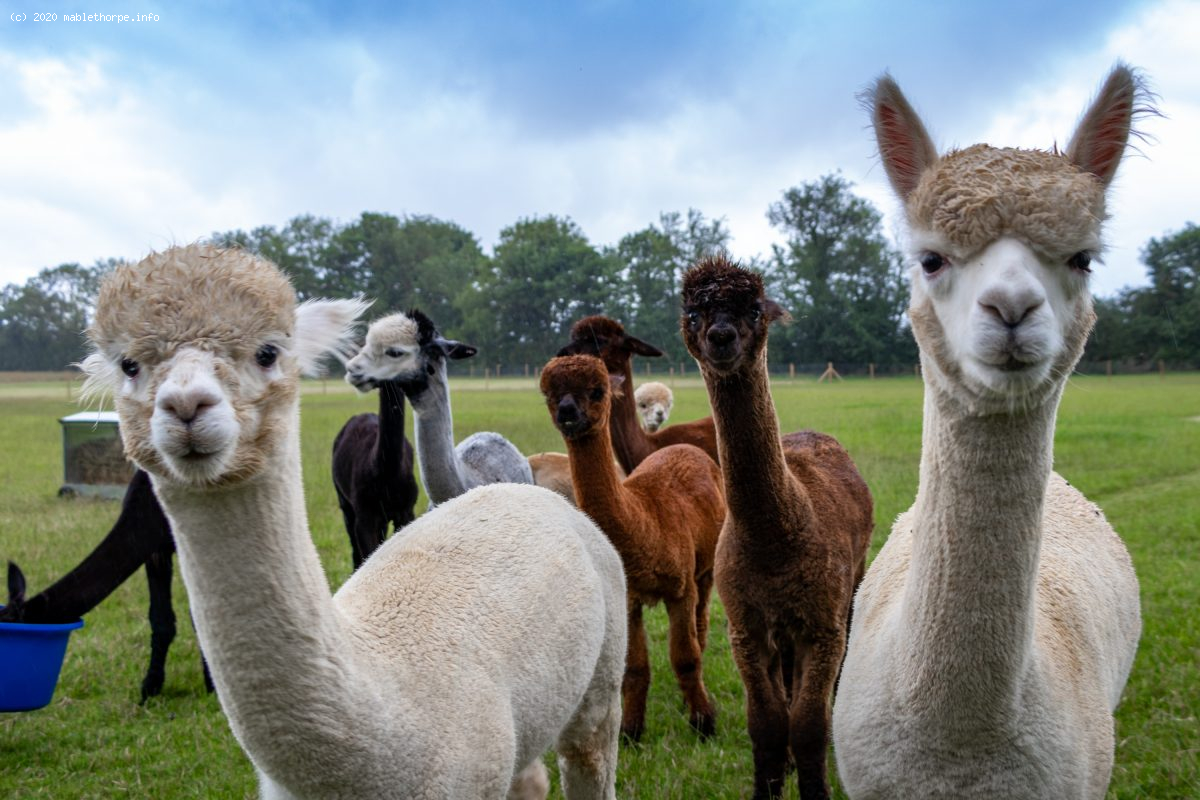 Big Sky Alpacas - Mablethorpe, Lincolnshire