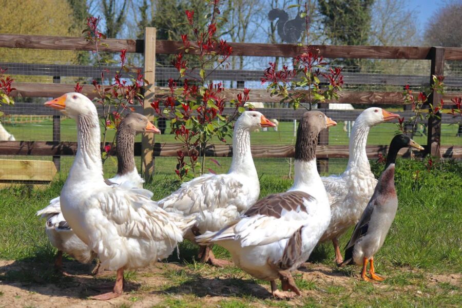 Discover Northcote Heavy Horses & Animal Sanctuary